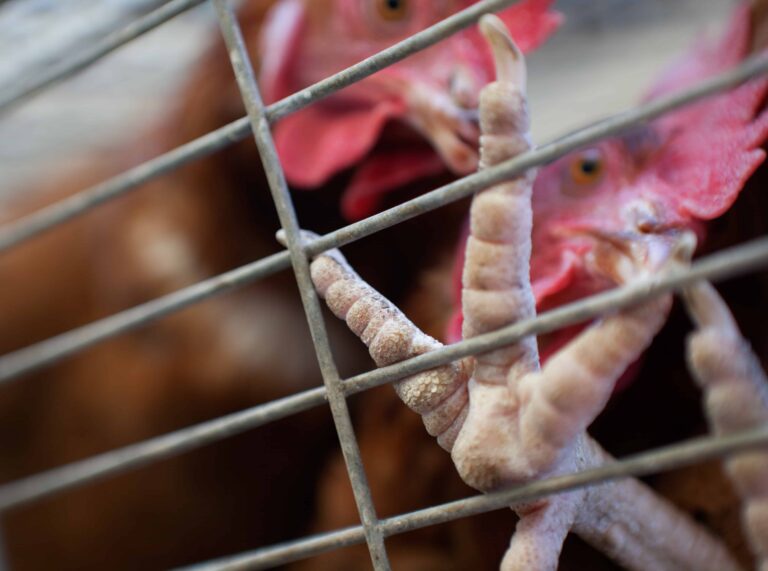 Comprehensive Guide to Chicken Diseases & Treatment Options
