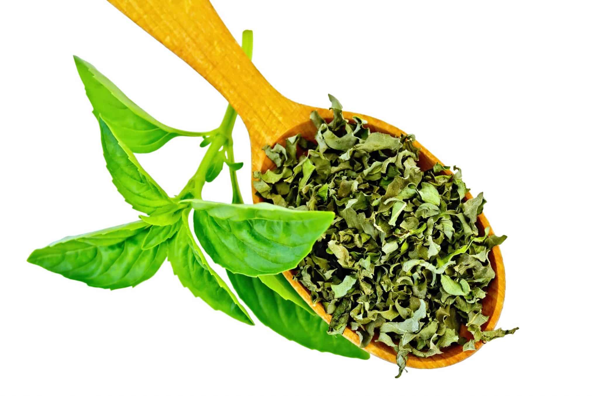 How to Dry Basil to Enjoy All Year - Rural Living Today