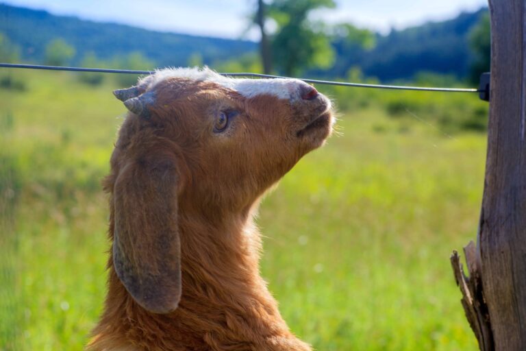 Everything About Goat Horns: Horned, Polled & Disbudding Tips