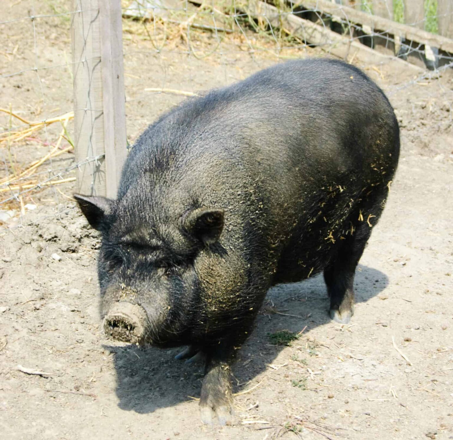 Vietnamese Potbelly Pig ~ Facts on Raising These Small Pigs