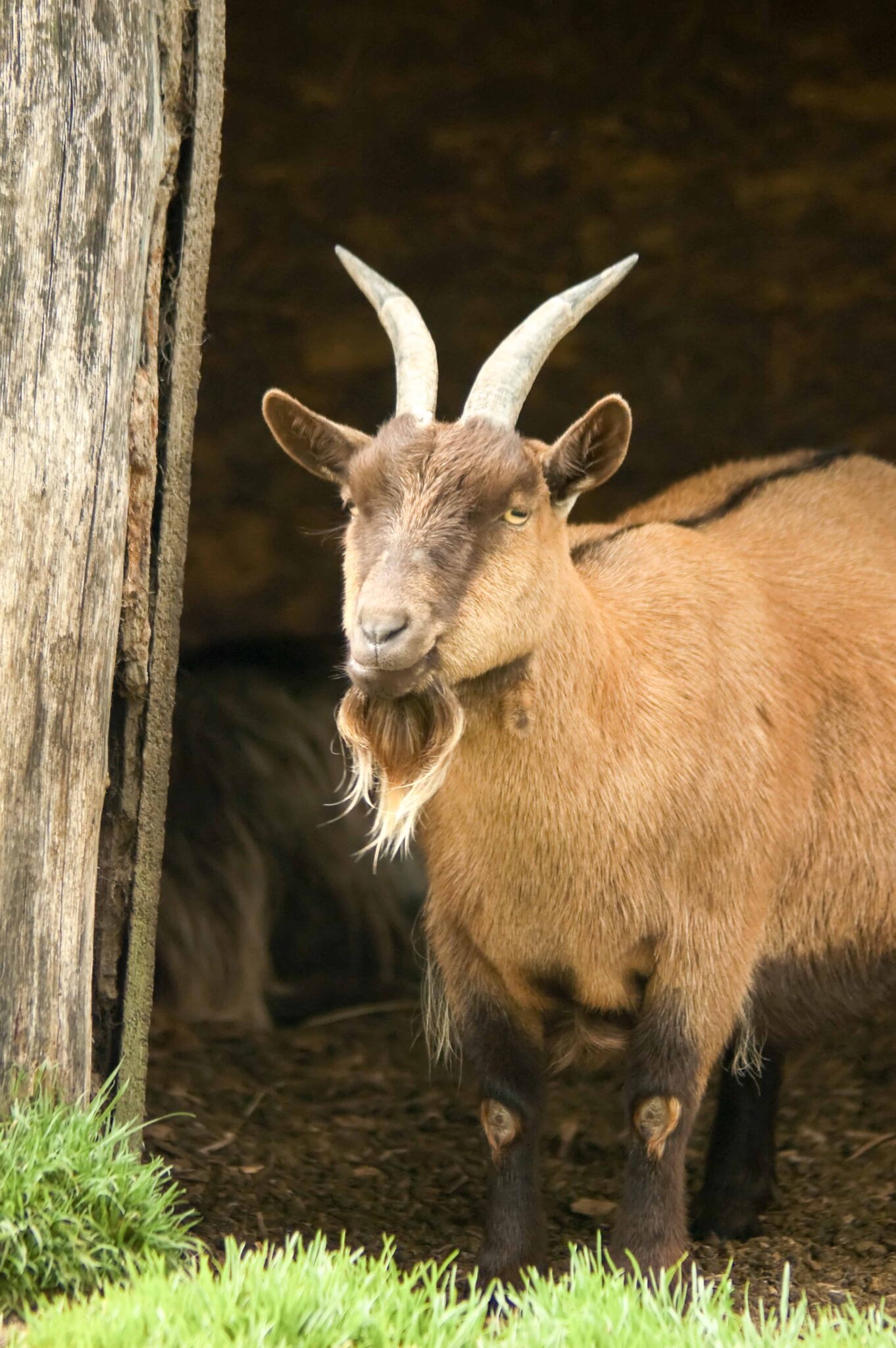 How Much Space Do Goats Need for Healthy Grazing & Shelter