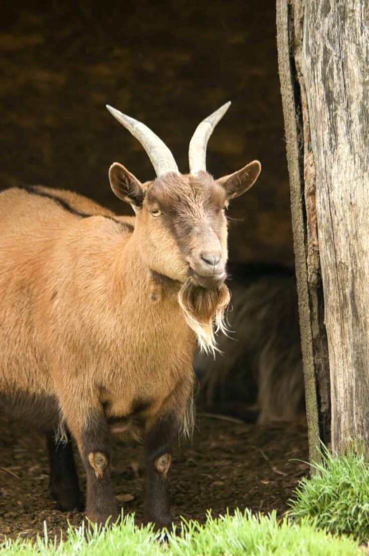 How Much Space Do Goats Need and What to Consider