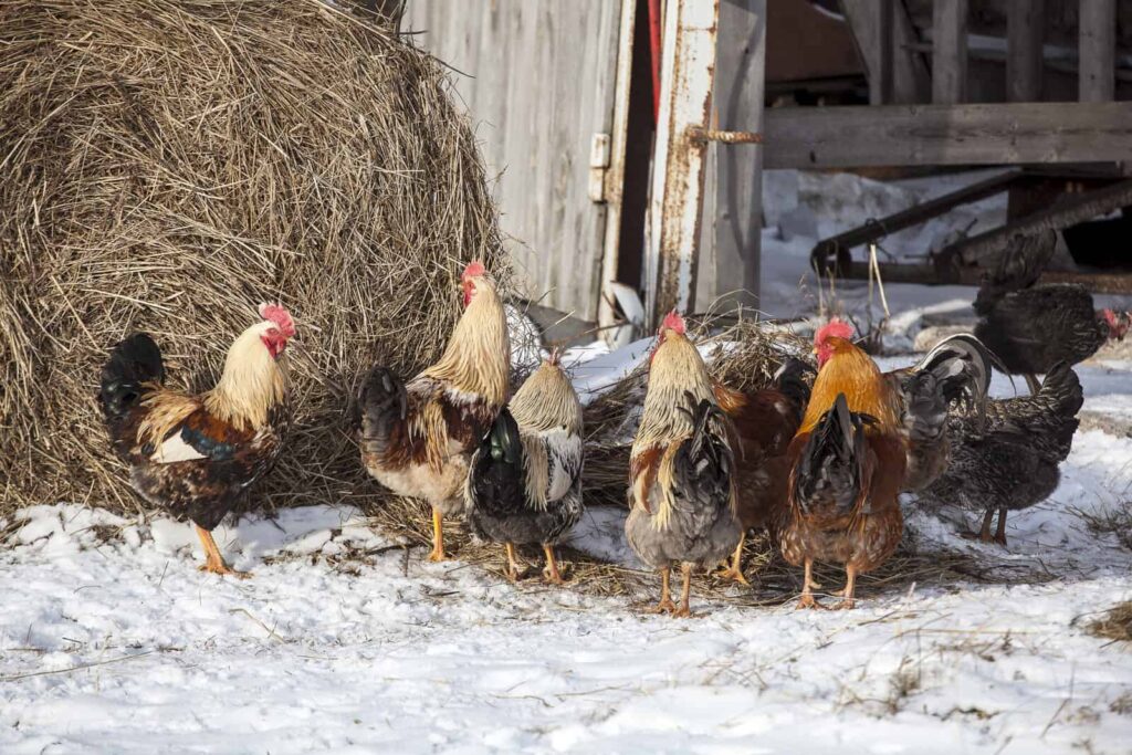 How Cold Can Chickens Tolerate ~ Keeping Warm in Winter