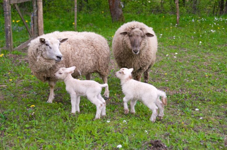 Lamb vs Sheep: What Is the Difference Between Lamb and Sheep