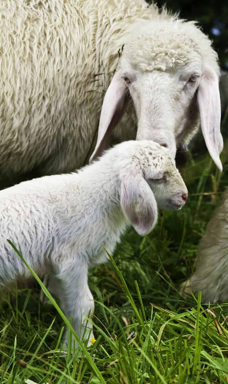 Lamb vs Sheep ~ What Is the Difference Between Lamb and Sheep