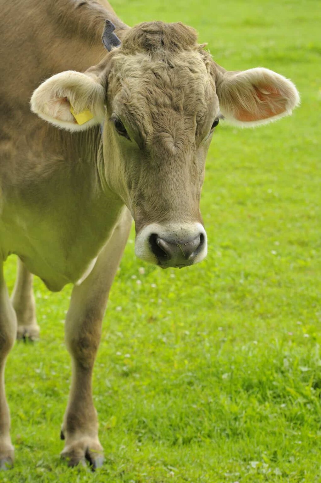 What Does Clover Do to Cattle? - Rural Living Today