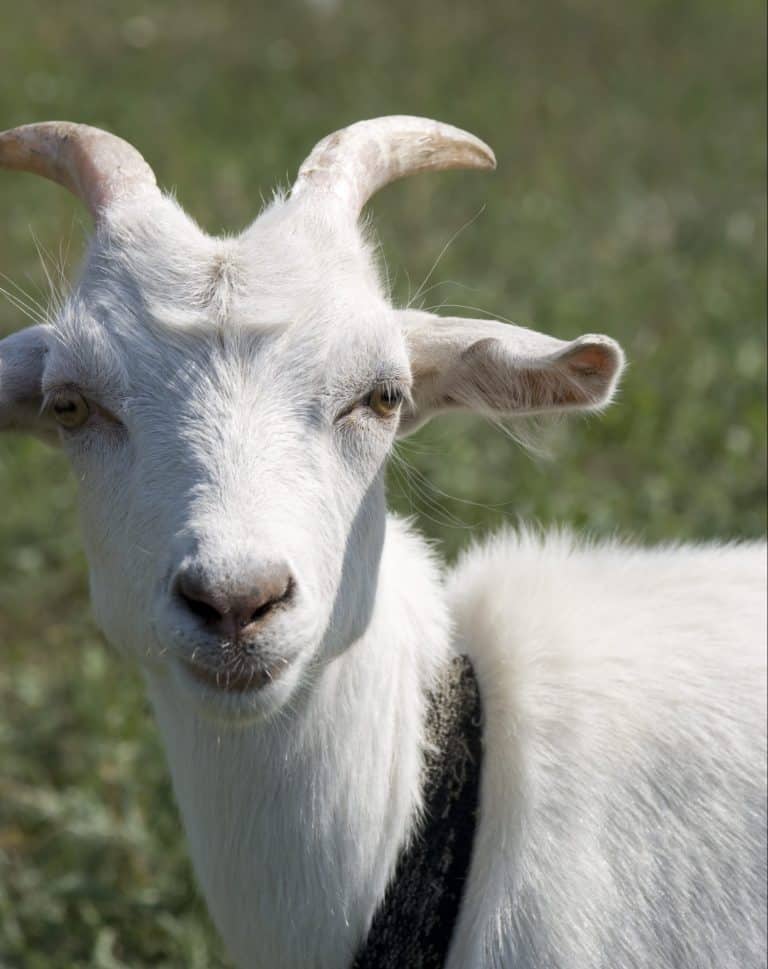 Goat Horns ~ What to Know about Horned Goats - Rural Living Today