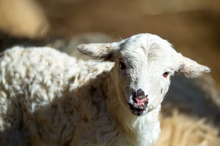 Lamb vs Sheep ~ What Is the Difference Between Lamb and Sheep