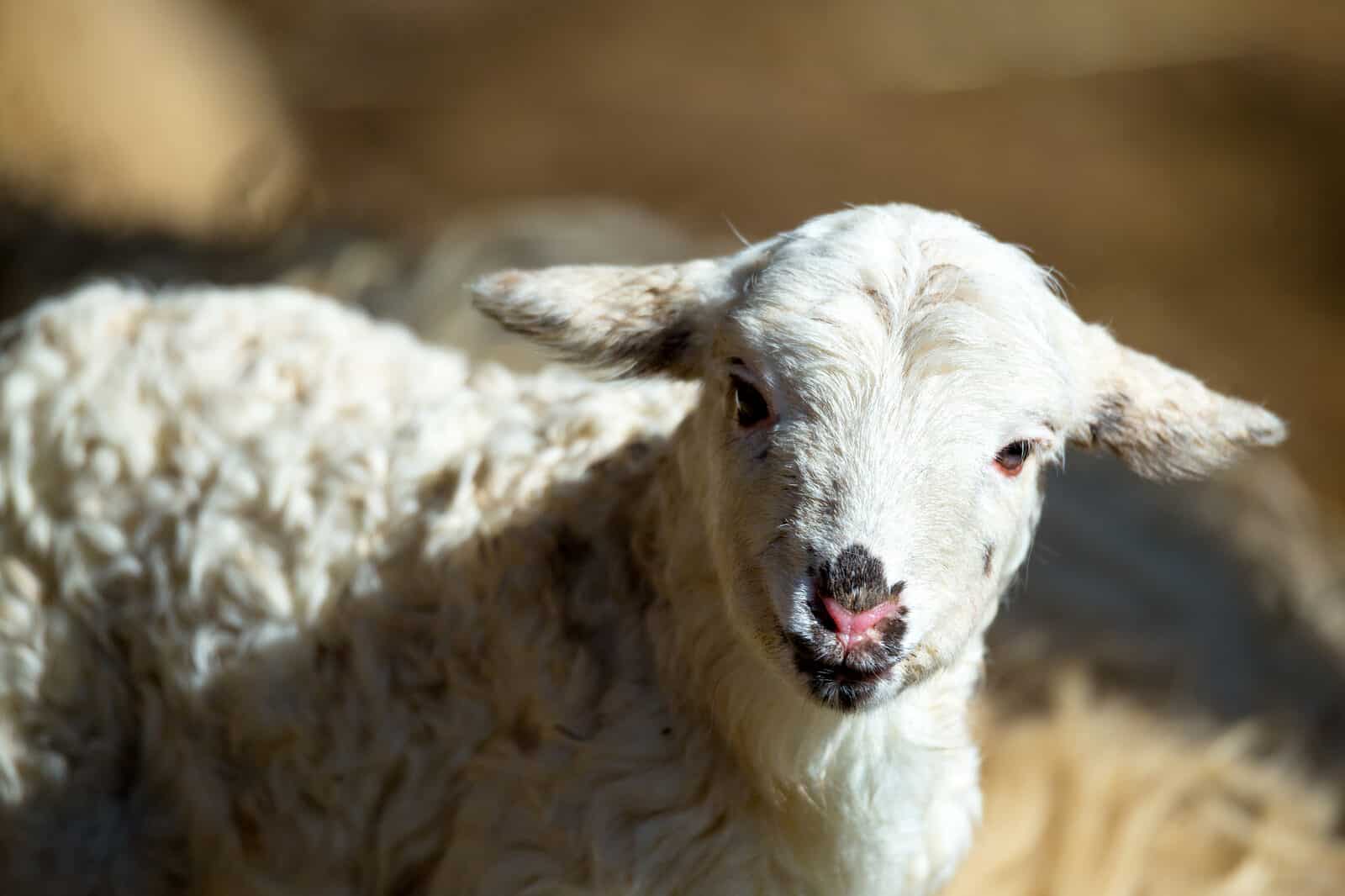 Lamb vs Sheep ~ What Is the Difference Between Lamb and Sheep