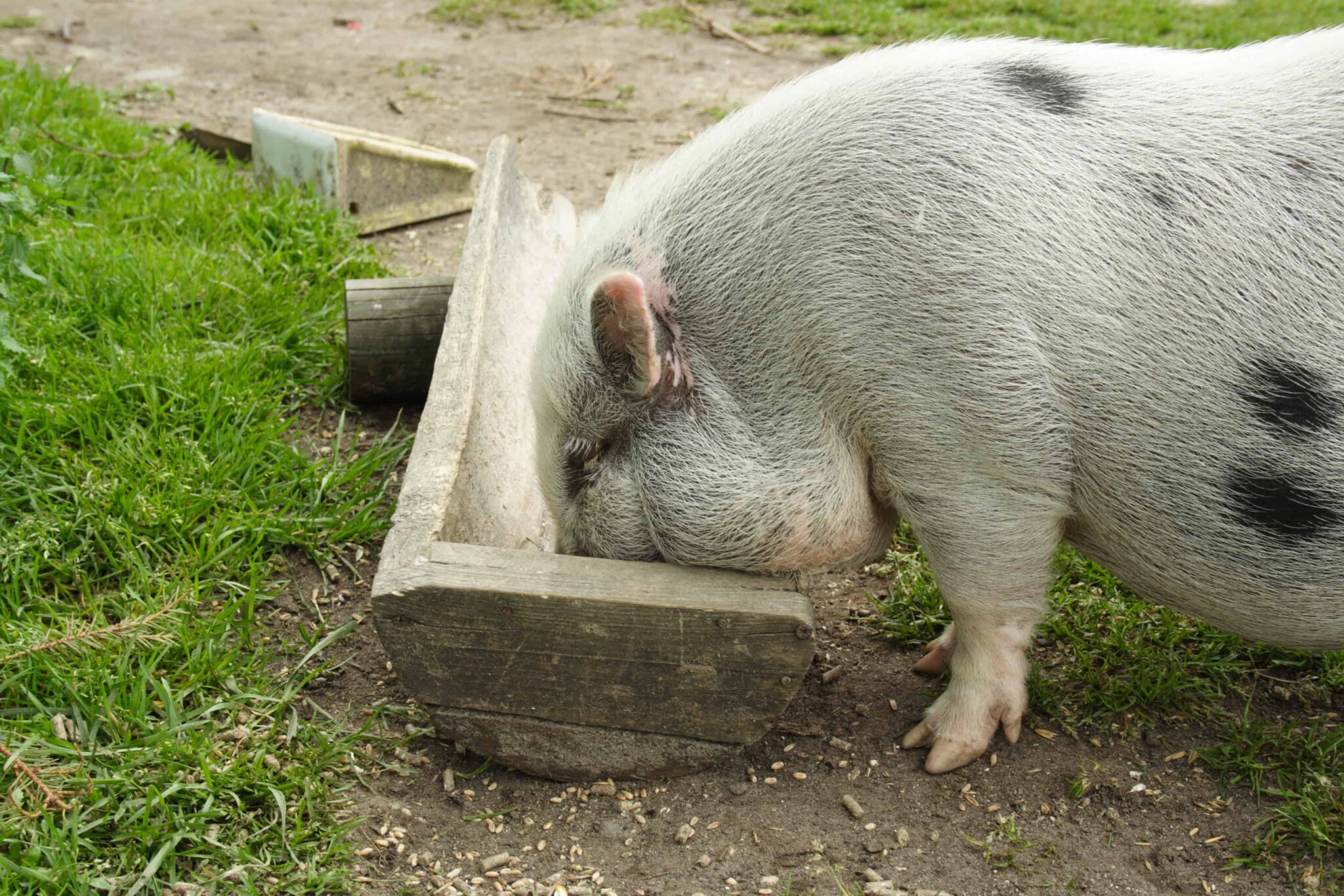 What Do Pigs Eat? Complete Guide to Pigs' Diet and Nutrition