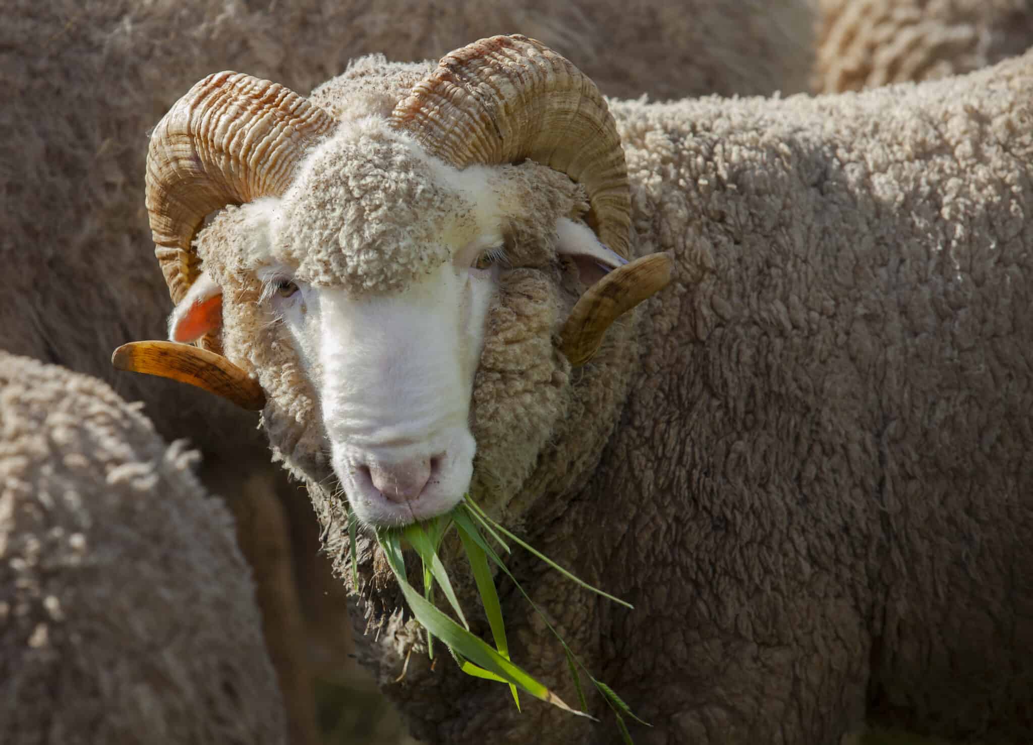 Merino Sheep on a Hobby Farm