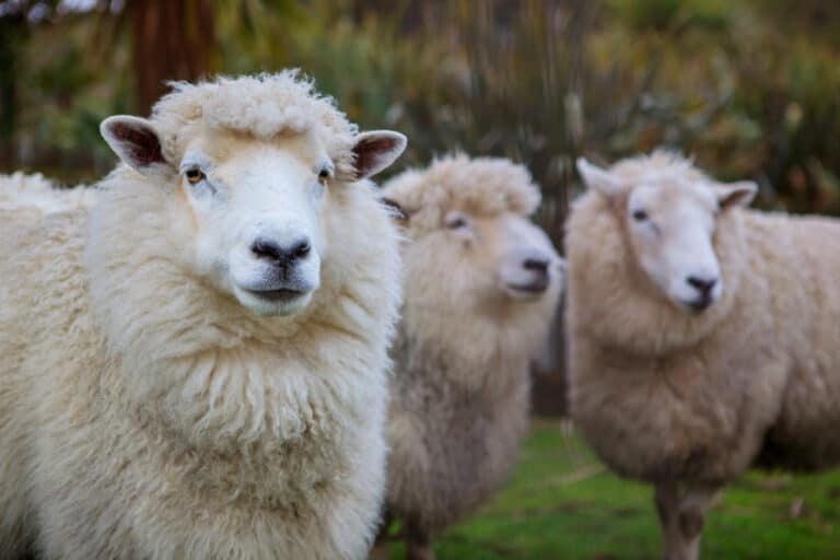 Merino Sheep on a Hobby Farm