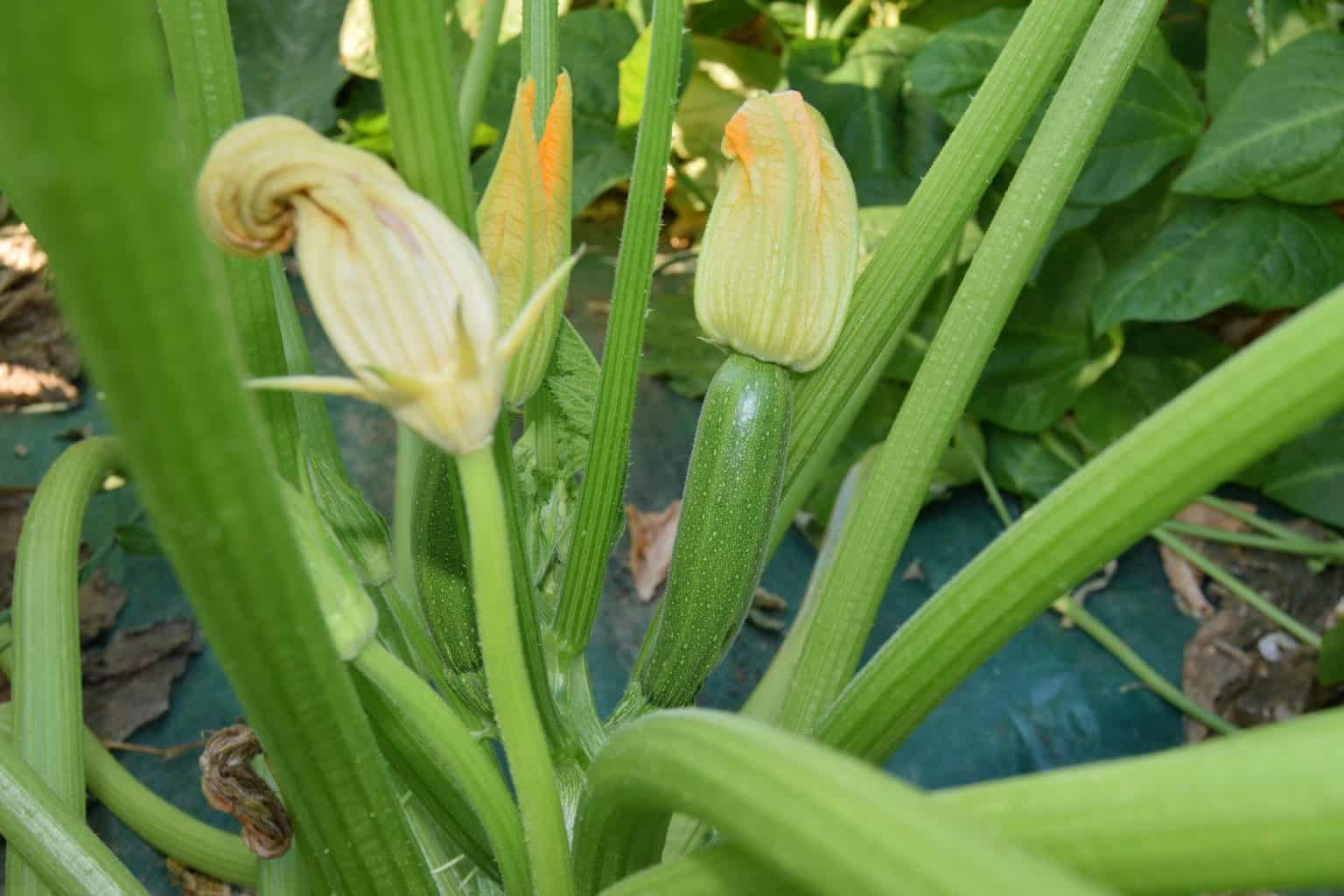 Growing Zucchini Plants Correctly So You Have a Big Harvest - Rural ...