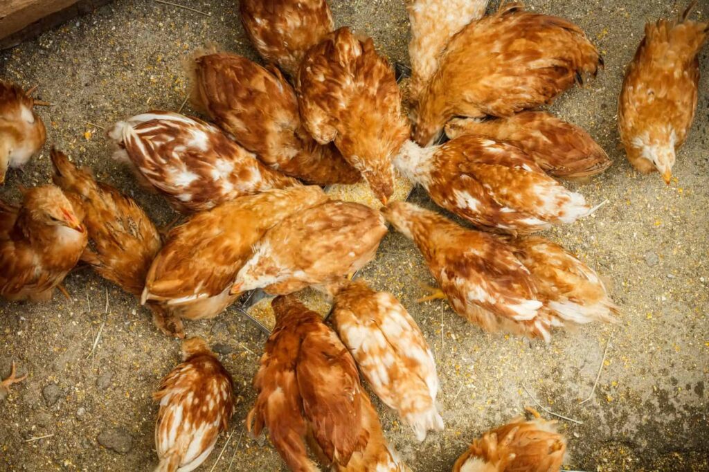 Infectious Coryza in Chickens: Symptoms, Prevention & Care