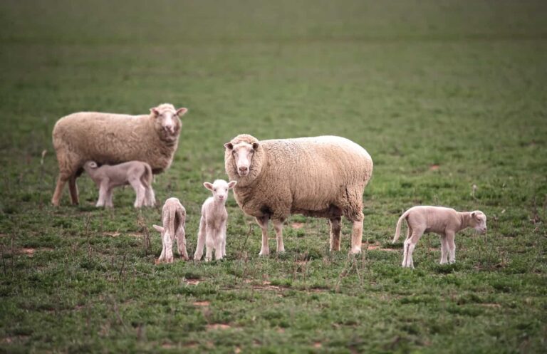 How Long Do Sheep Live and What Affects Sheep Lifespan - Rural Living Today
