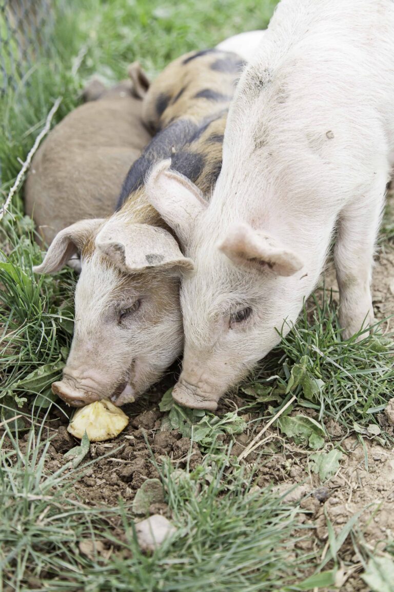 What Do Pigs Eat? Complete Guide to Pigs' Diet and Nutrition
