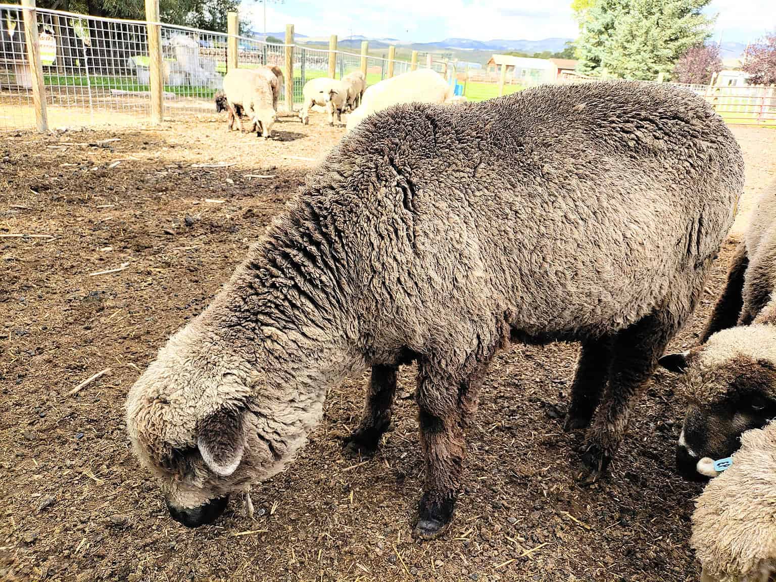 Rambouillet Sheep ~ The Breed, Origin, and Purposes for Raising