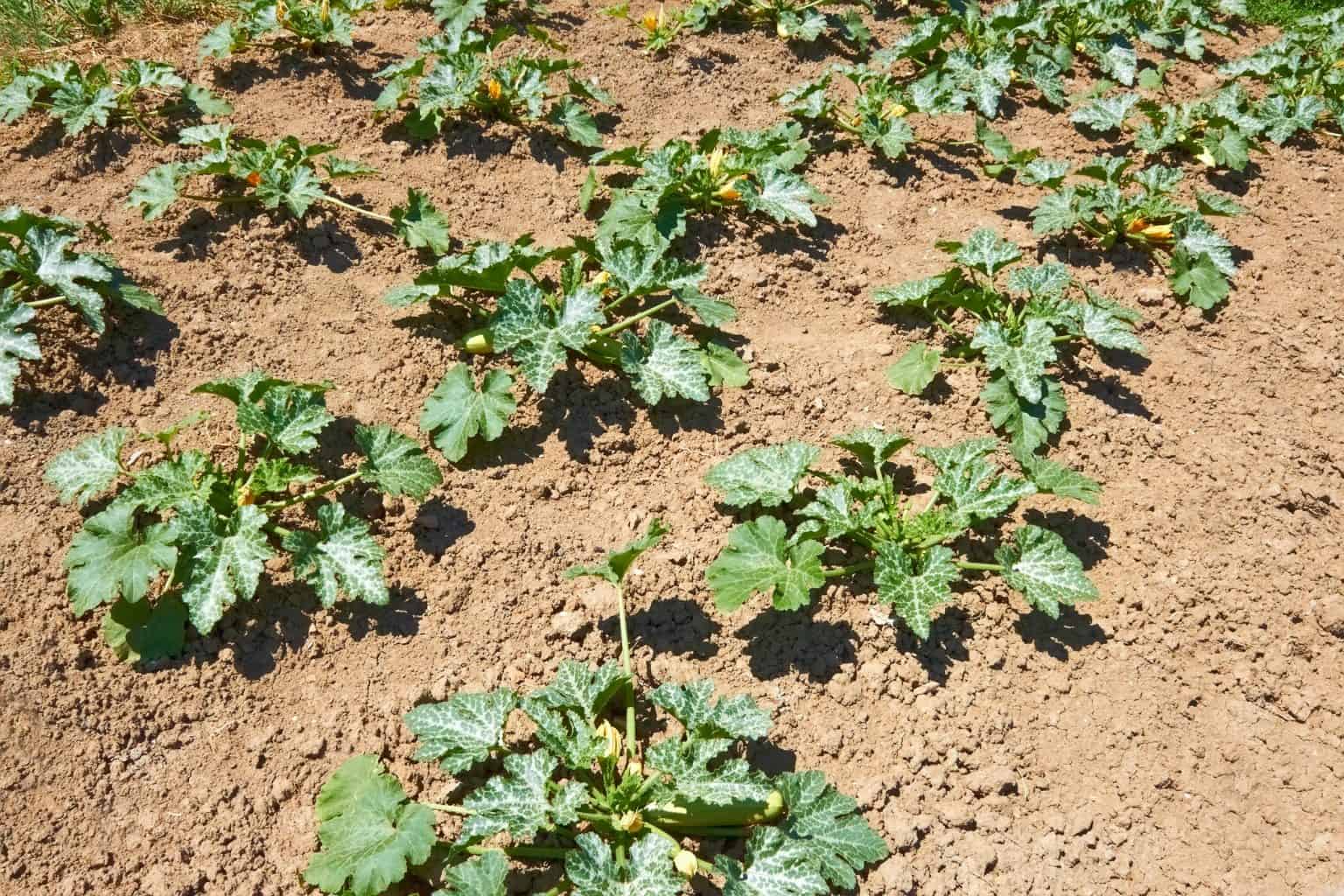 Growing Zucchini Plants Correctly So You Have a Big Harvest - Rural ...