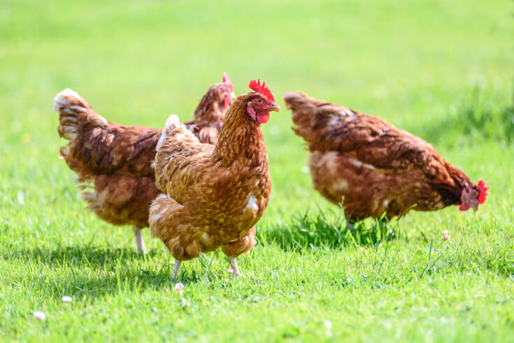 How Long Do Chickens Live Naturally ~ What Affects a Chicken's Lifespan