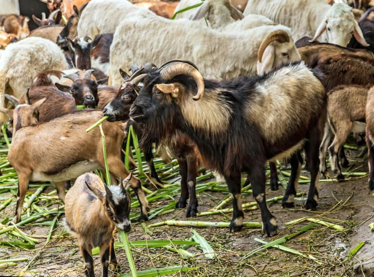 Ram vs Goat ~ Key Differences and Fun Facts - Rural Living Today