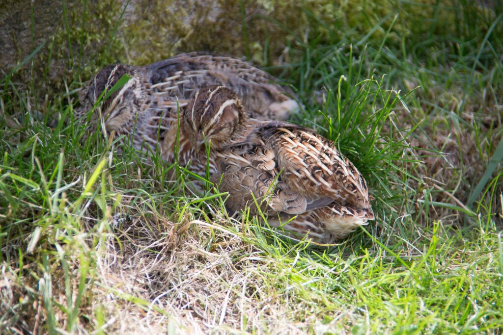 Raising Quail for Eggs and Meat: Essential Tips & Guide