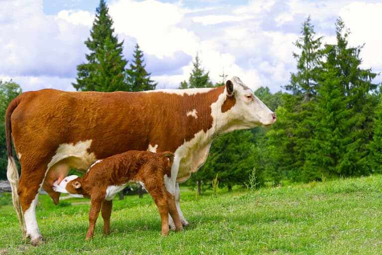 Cow Names Galore: 777+ Awesome Names for Your Bovines