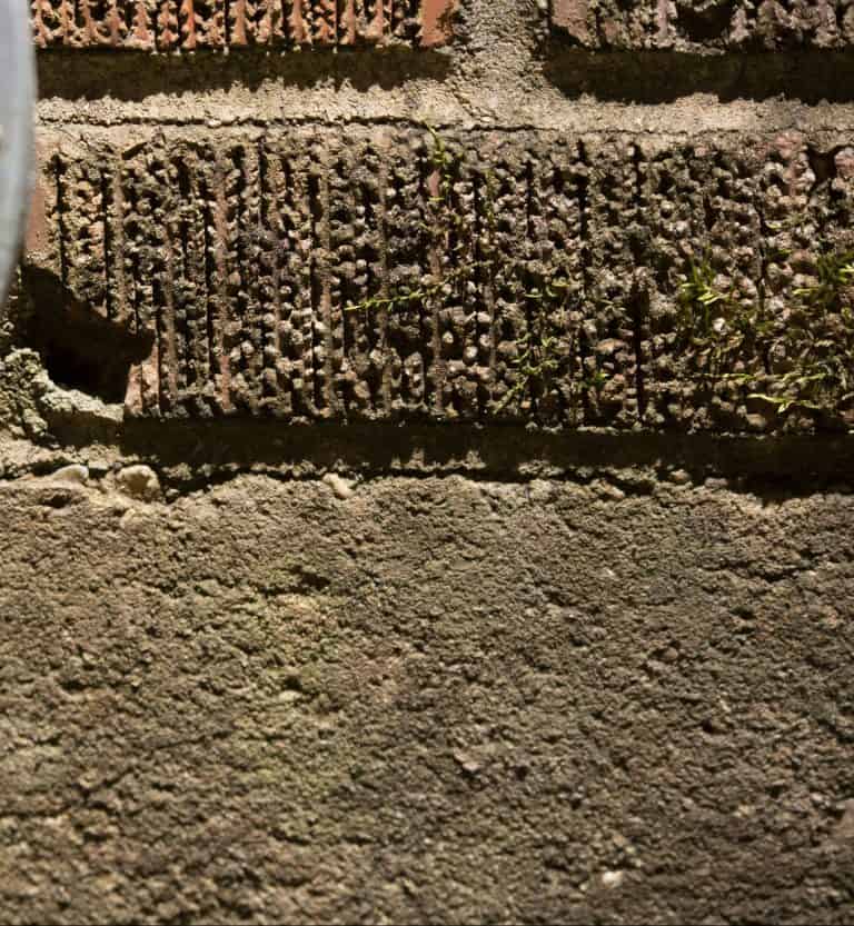 What Attracts Rats & Mice to Your House & Yard?