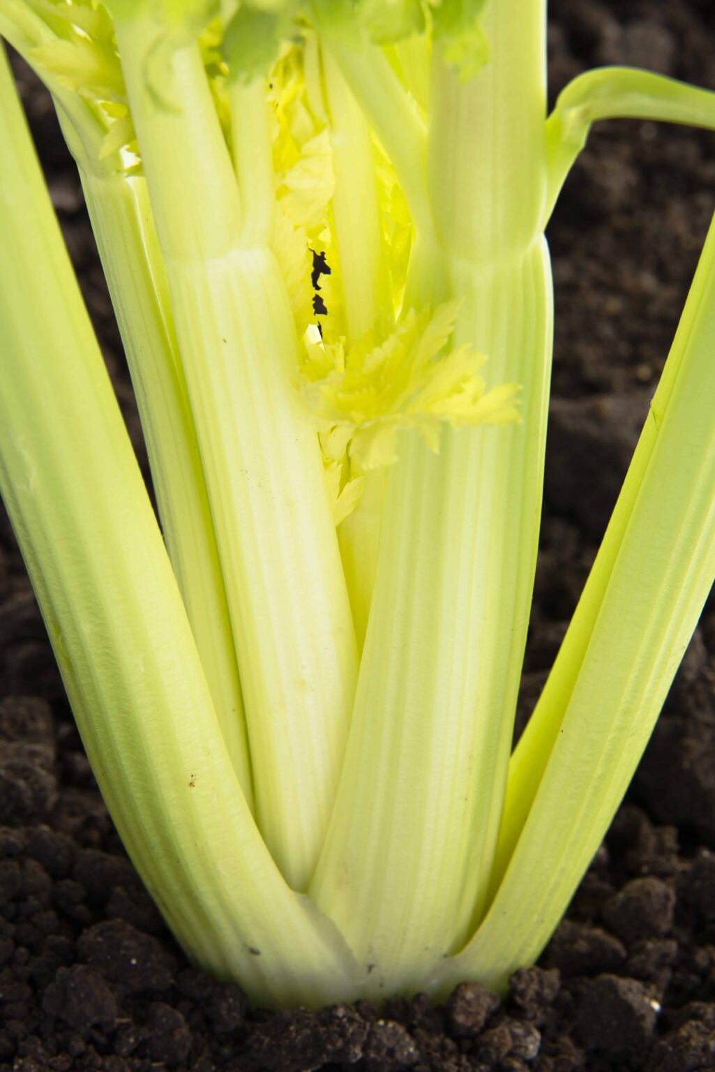 How to Grow Celery from Seed, Starts & Base | Complete Guide