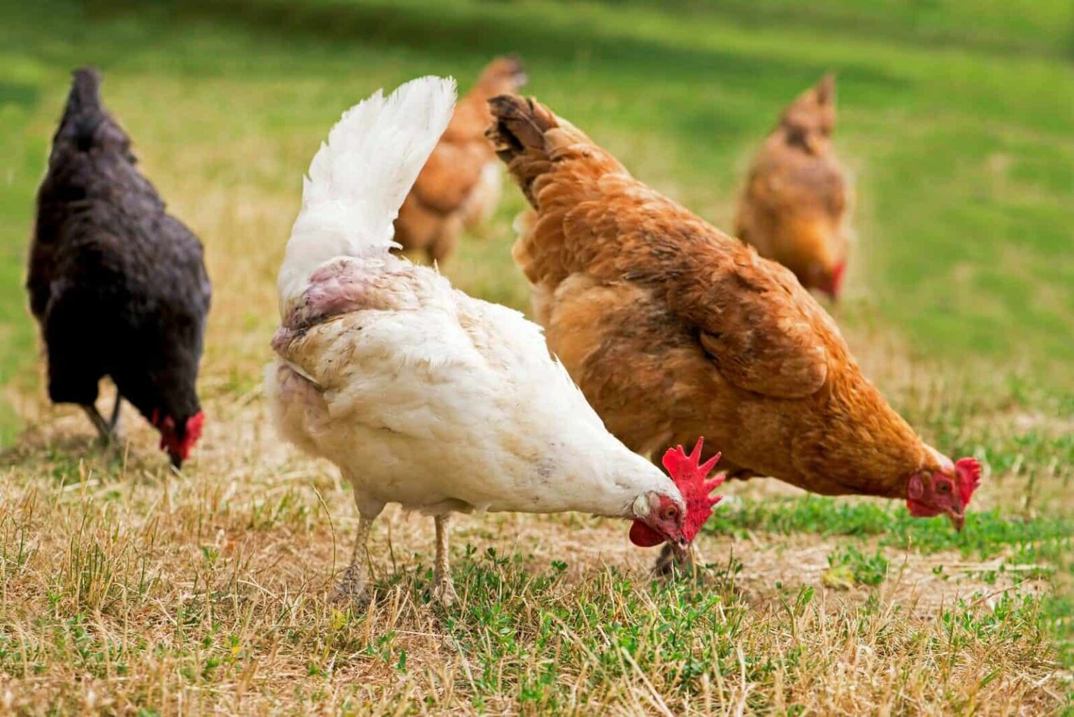 Can Chickens Swim ~ Here's What You Need To Know