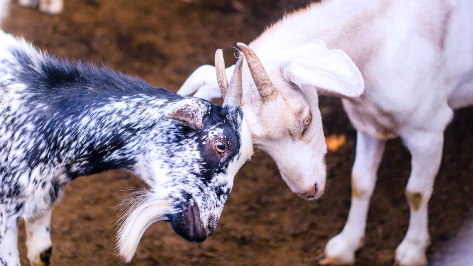 Why Do Goats Headbutt? Behavioral Reasons & Safety Tips