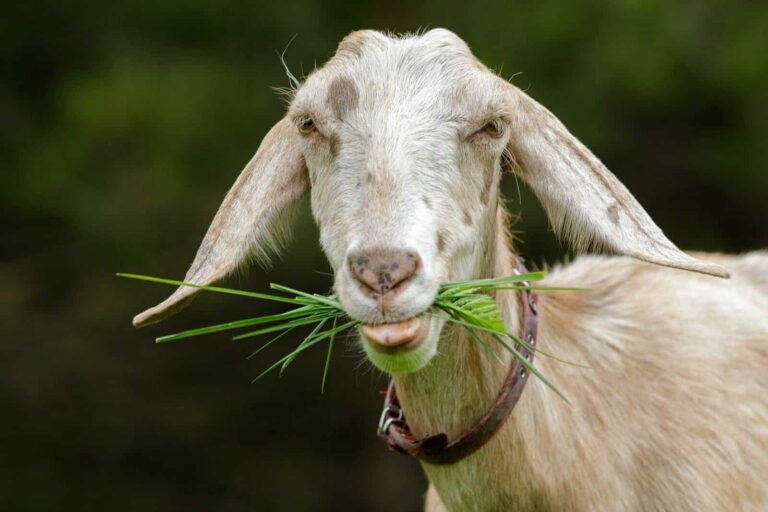 What to Feed Goats to Gain Weight