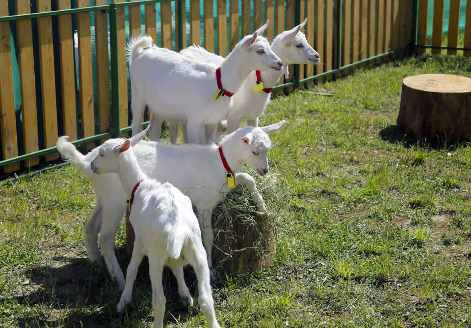 Types of Goats and Reasons for Raising Them - Rural Living Today