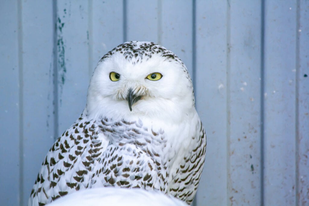 Discover 16 Types of Owls in North America | Owl Species Guide