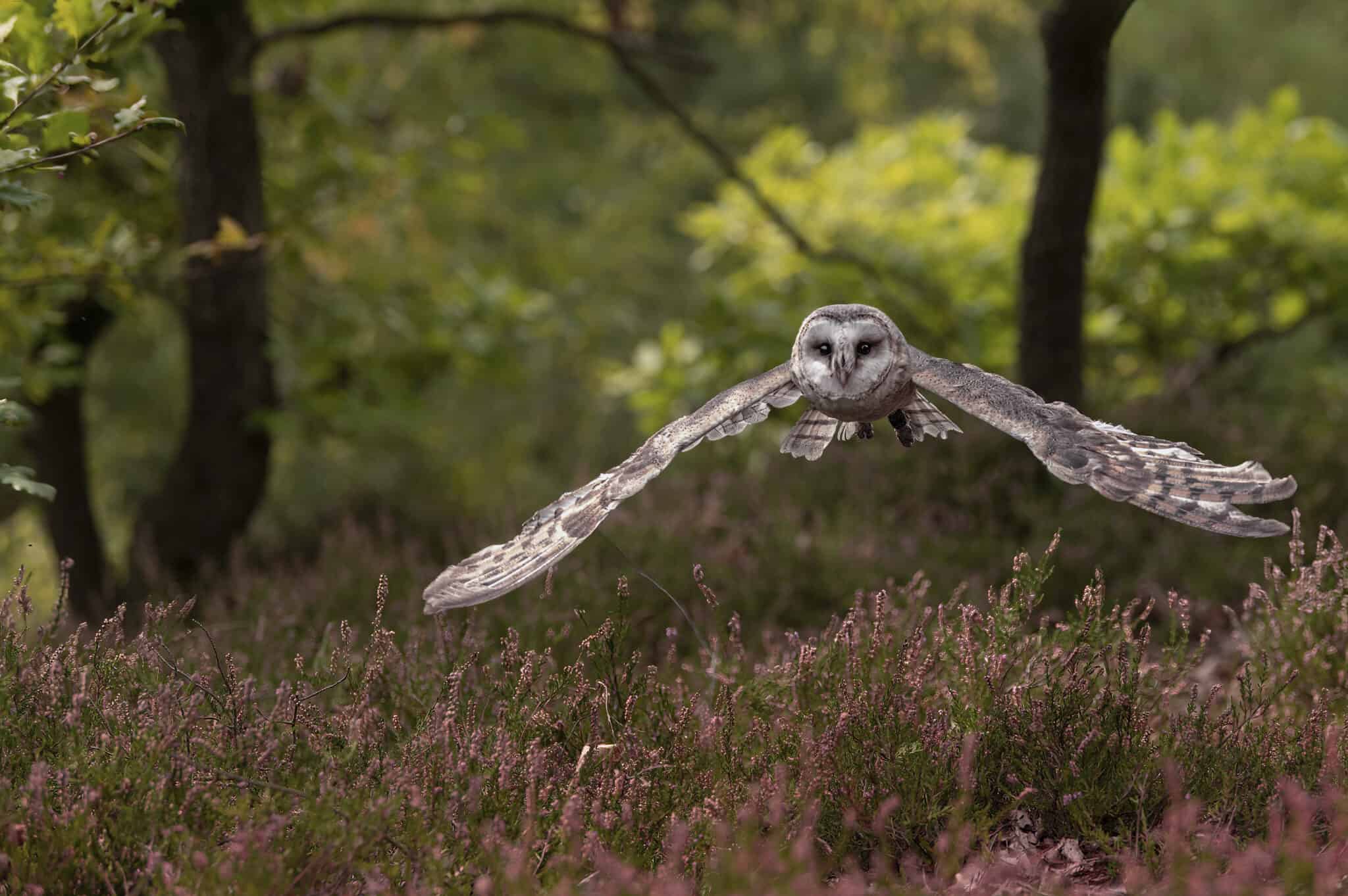 How to Deta owls Away | 7 Effective Tips for Deterring and Preventing