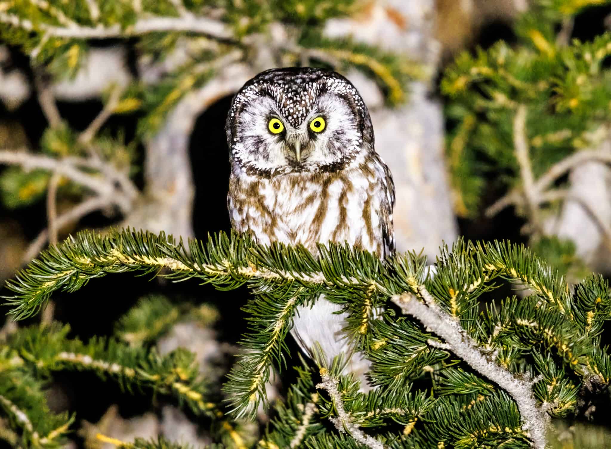 Discover 16 Types of Owls in North America | Owl Species Guide