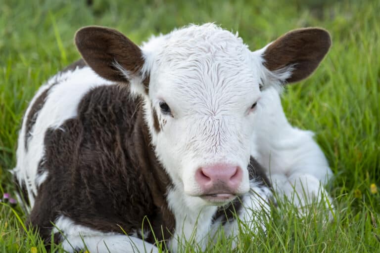Cow Names Galore: 777+ Awesome Names for Your Bovines
