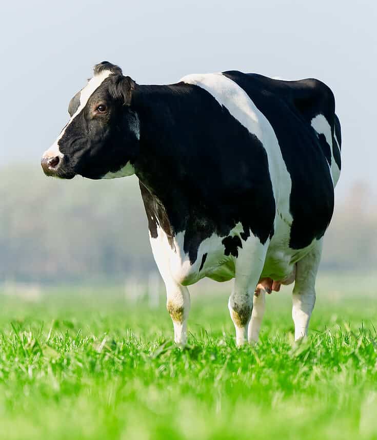 Cow Names Galore: 777+ Awesome Names for Your Bovines