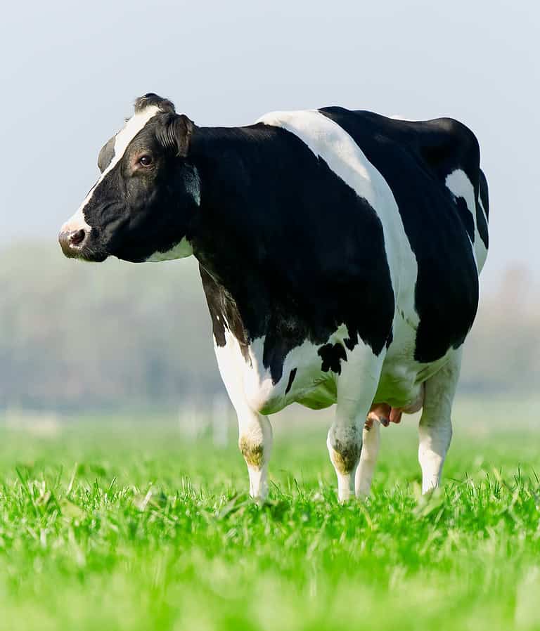 Cow Names Galore: 777+ Awesome Names for Your Bovines