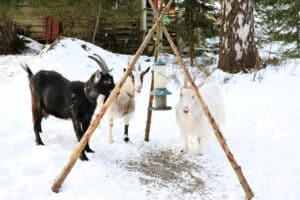 How to Keep Goats Warm in Cold Weather | 7 Winter Tips