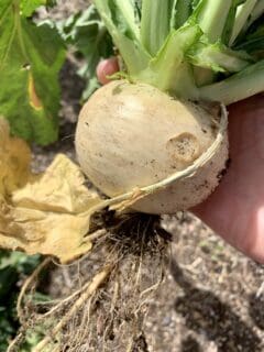 Turnip Greens Recipe Sauteed and So Easy - Rural Living Today