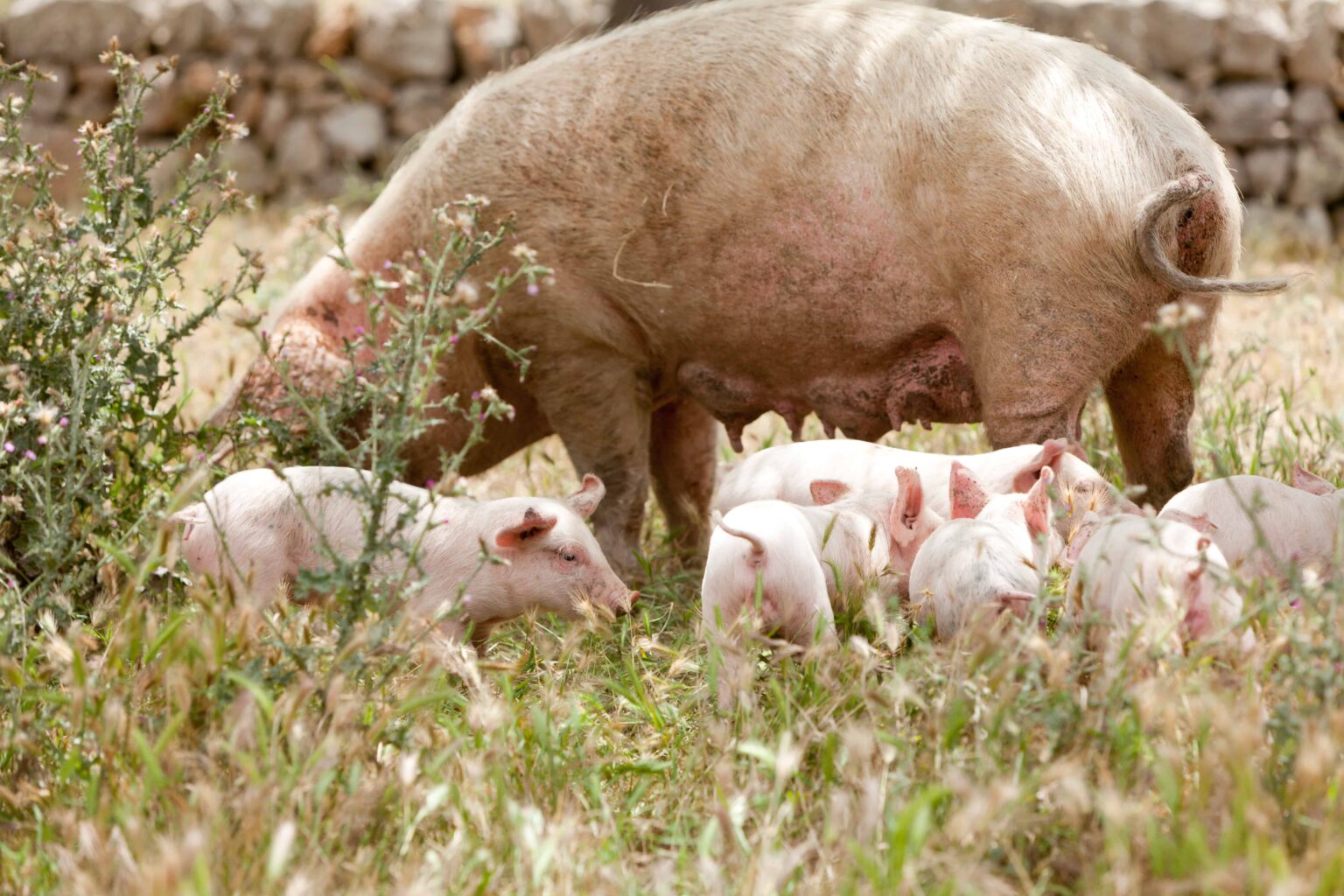 What Do Pigs Eat? Complete Guide to Pigs' Diet and Nutrition