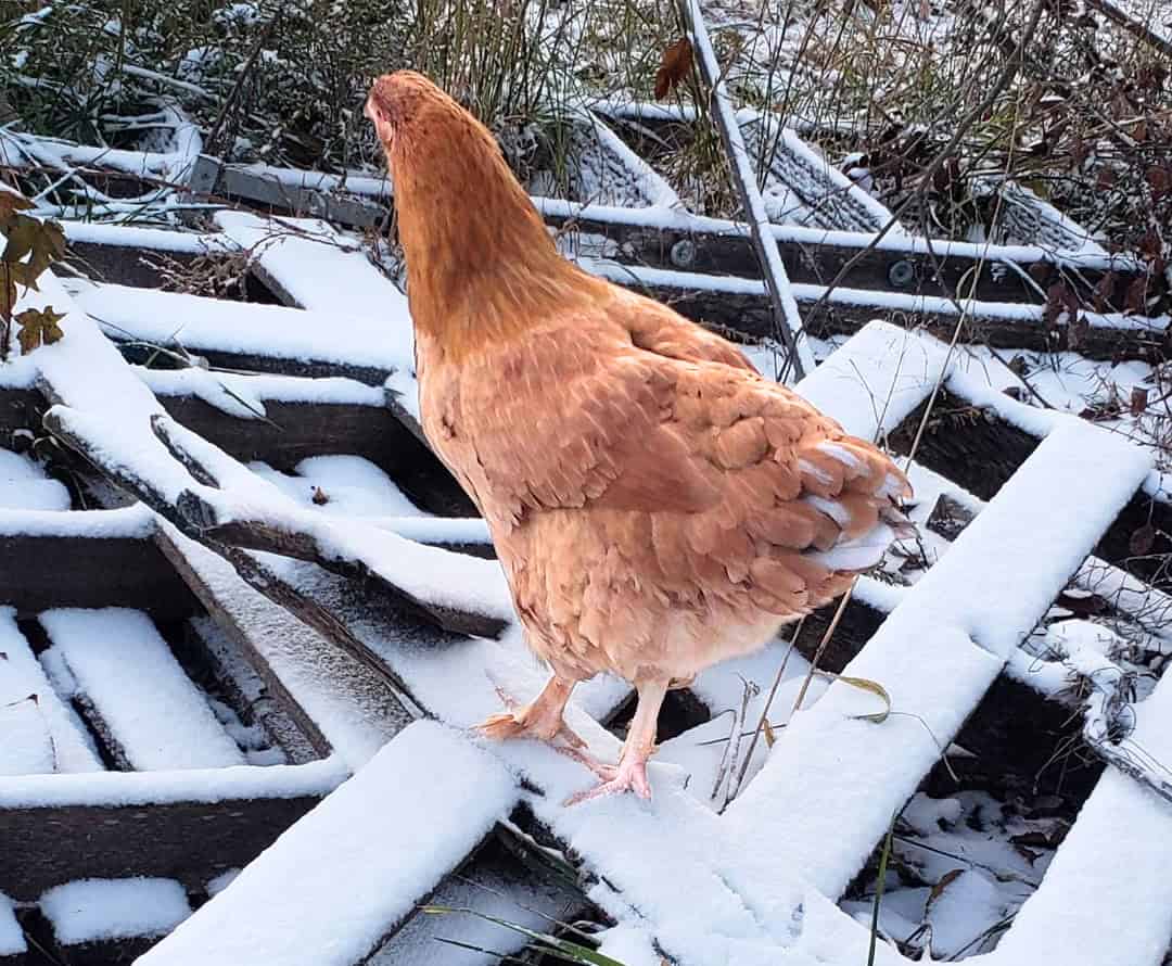 How Cold Can Chickens Tolerate? Keep Them Warm in Winter