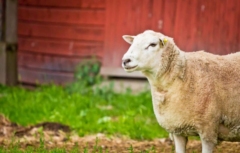 How Long Do Sheep Live and What Affects Sheep Lifespan