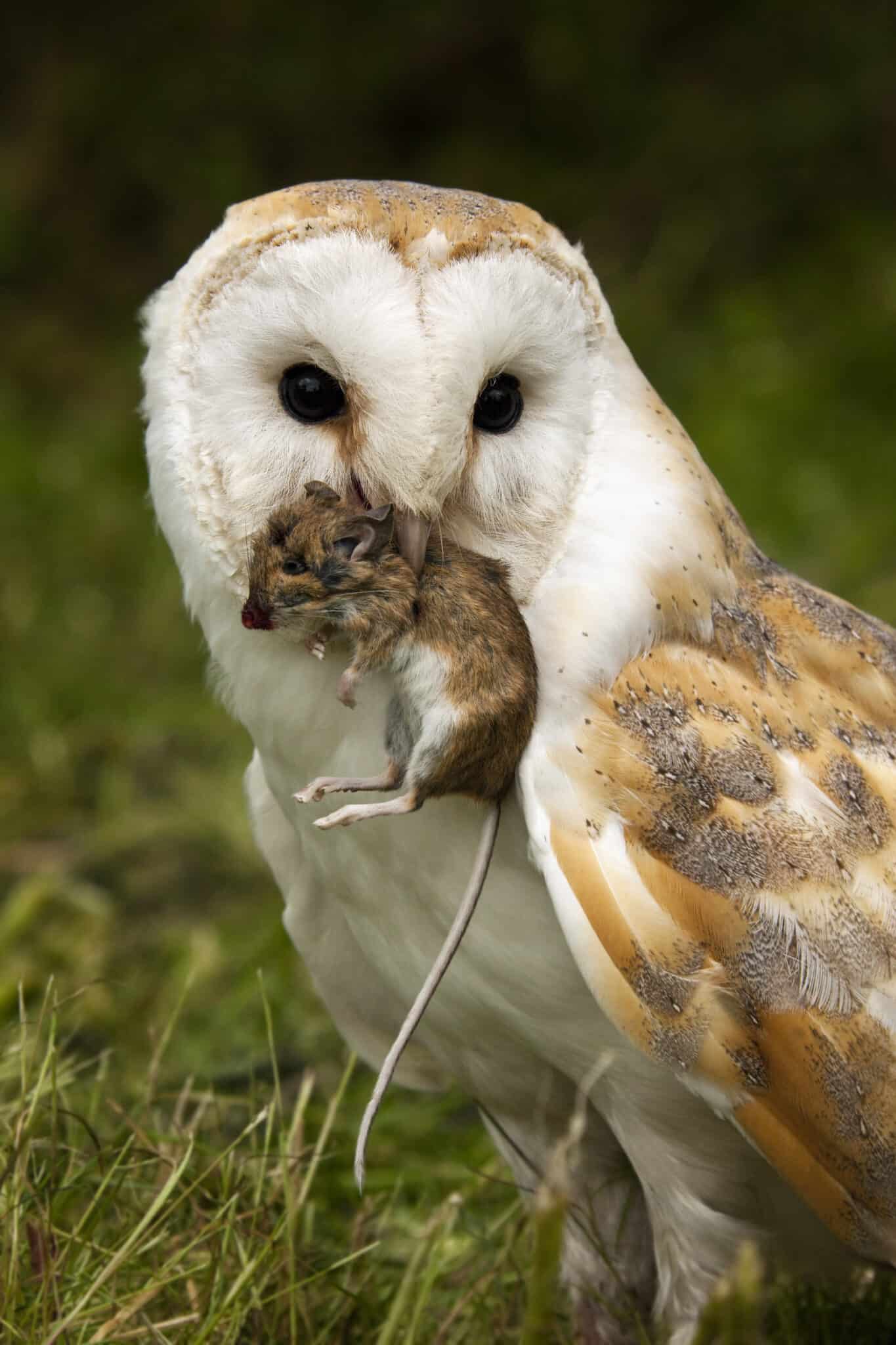 How to Attract Owls to Your Yard with Nesting Tips and Habitat