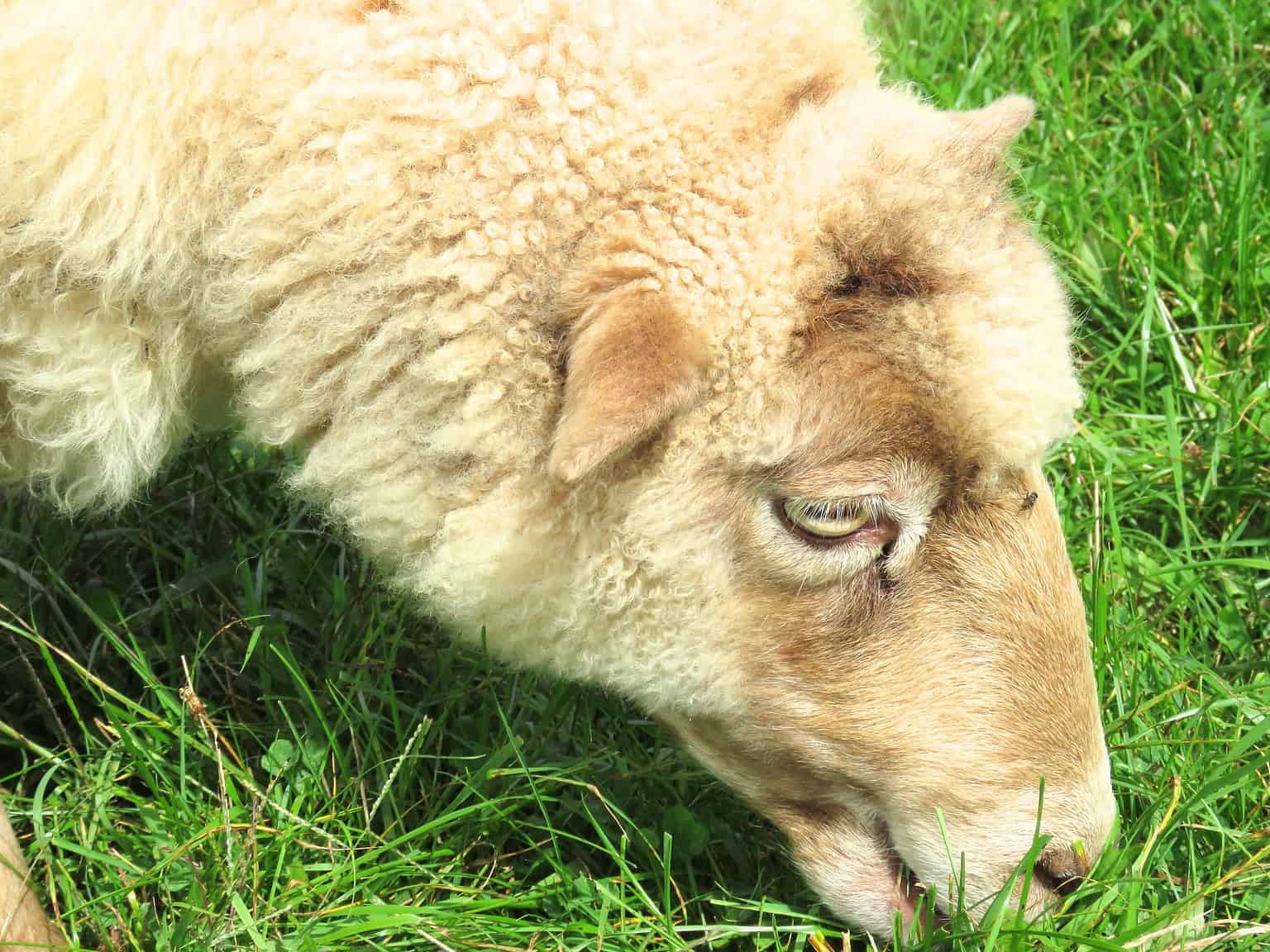 Ouessant Sheep ~ Small Sheep for Your Farm - Rural Living Today