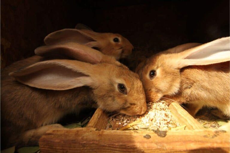 Guide to Raising Rabbits for Meat - Rural Living Today