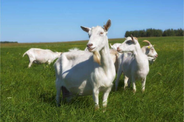 Ultimate Guide to Raising Goats for Profit - Rural Living Today
