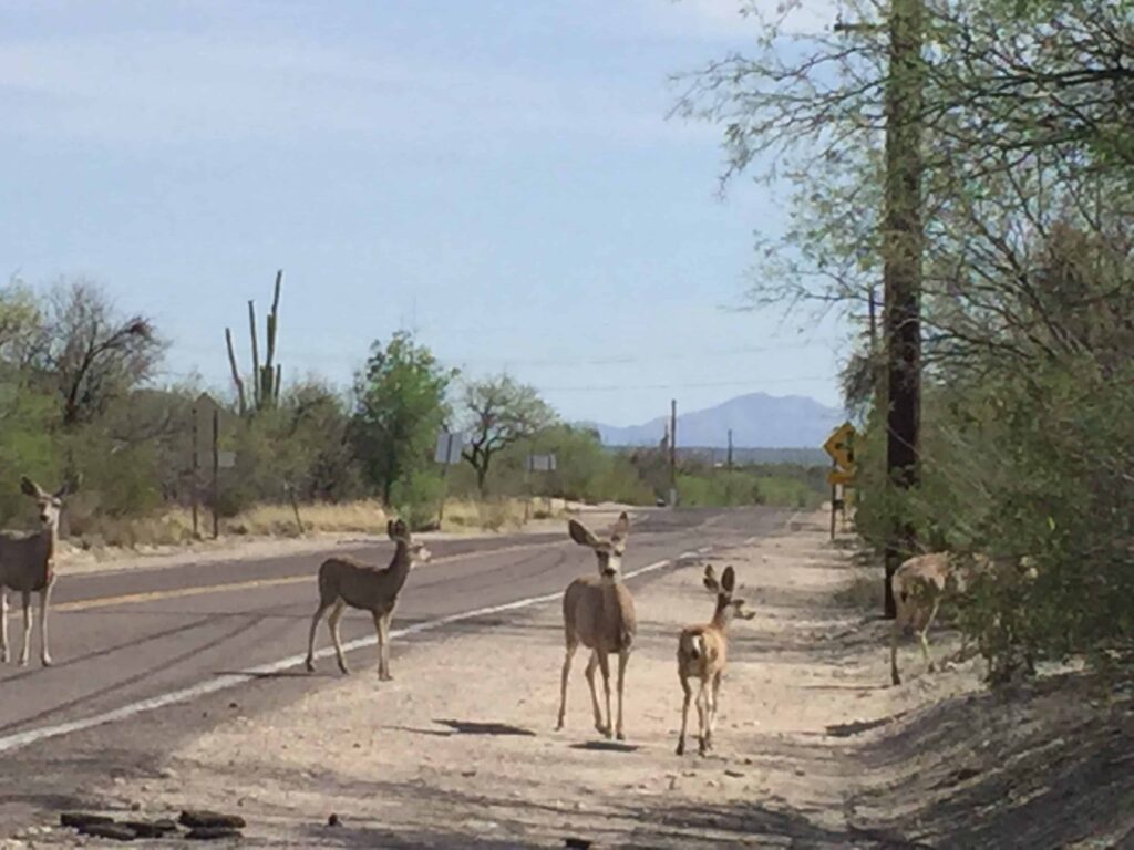 Experience Desert Wildlife Tucson | Sonoran Desert Animals & Reptiles