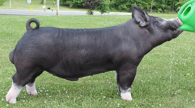 Berkshire Pigs ~ Heritage Meat Pigs for the Homestead