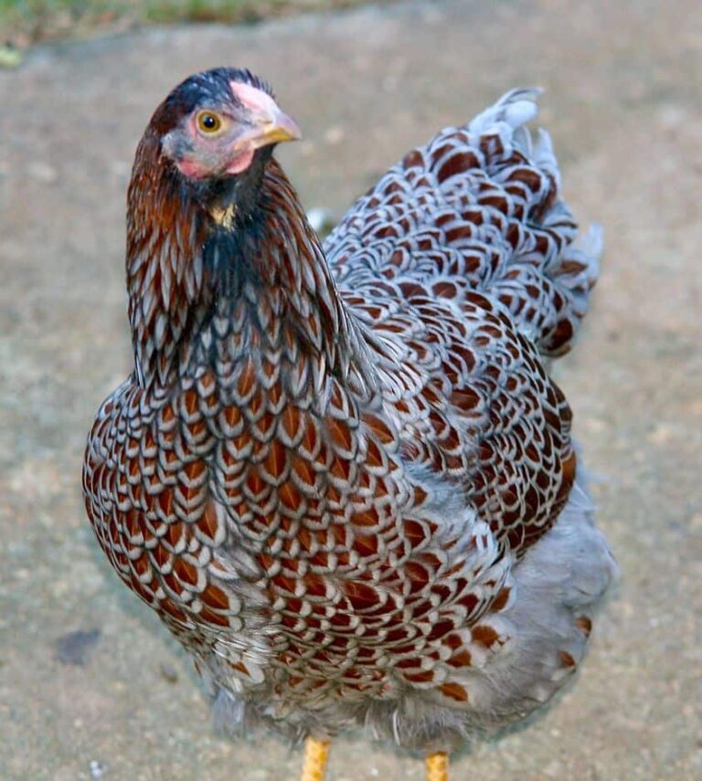 Blue Laced Red Wyandotte: Dual Purpose and Flashy Good Looks